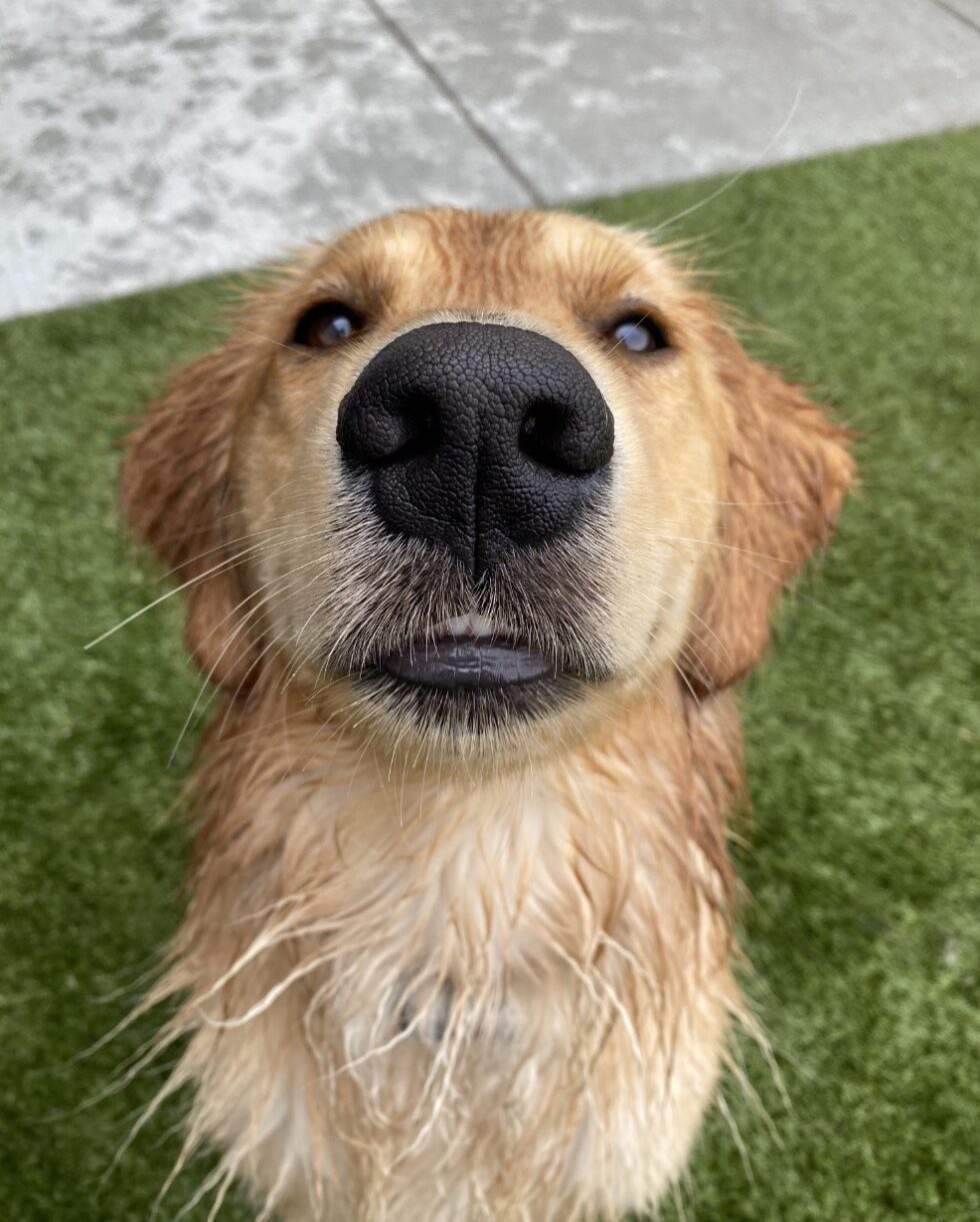Celebrate National Golden Retriever Day | Sat, Feb 4 | Noon-5pm - The ...